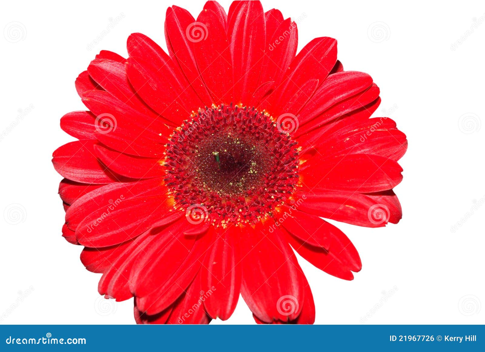 Margherita Rossa Del Gerbera Fotografia Stock - Immagine di fiore ...