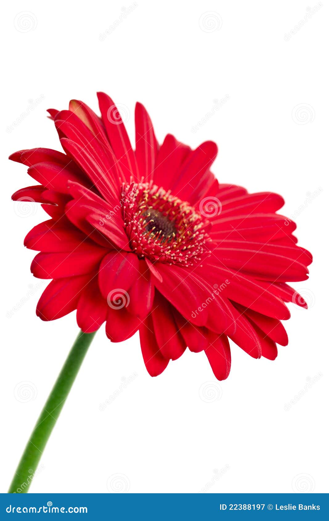 Margherita Rossa Del Gerbera Immagine Stock - Immagine di germoglio ...