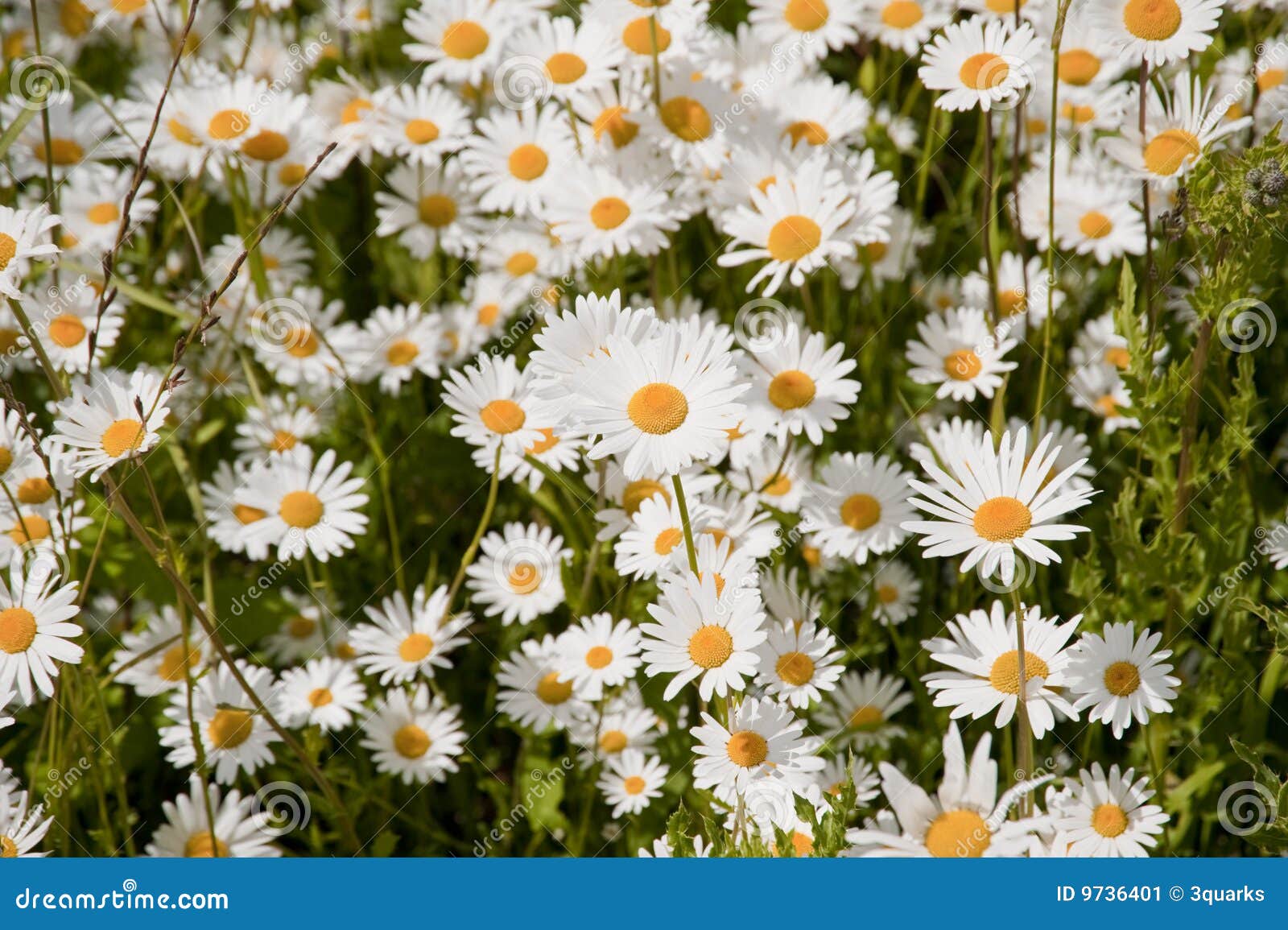 Margherite immagine stock. Immagine di pianta, stagione - 9736401