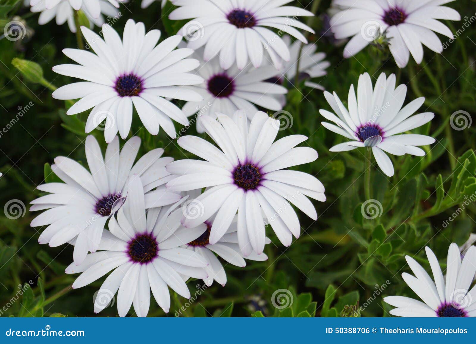 Margherite africane fotografia stock. Immagine di floreale - 50388706