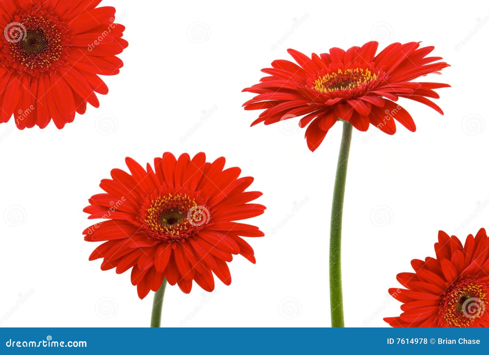 Margherite del Gerbera fotografia stock. Immagine di allergia - 7614978