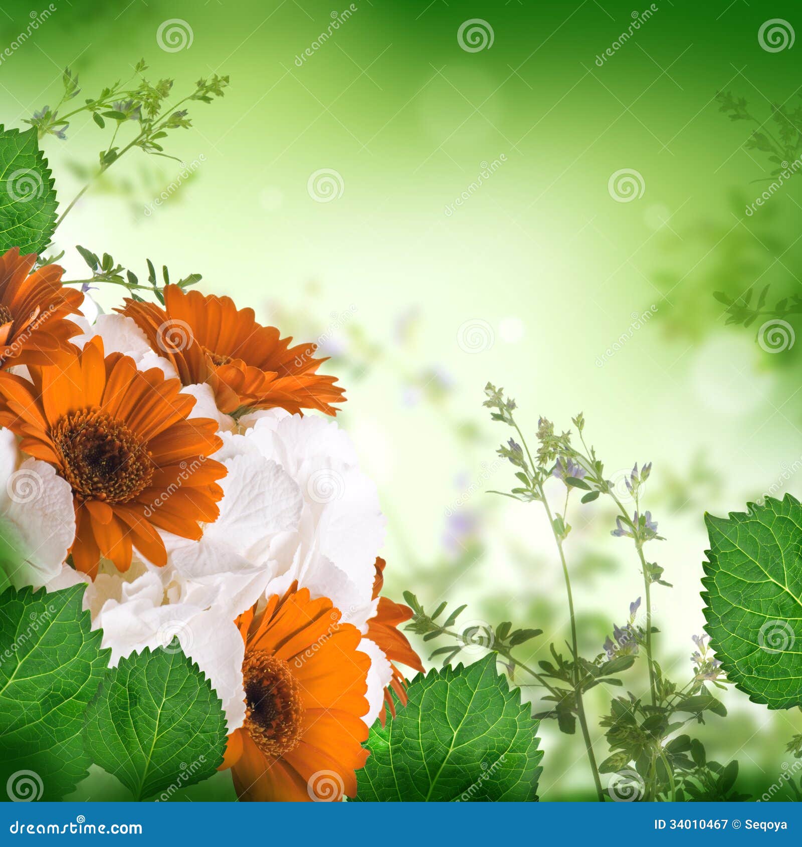 Margherite della gerbera immagine stock. Immagine di freschezza - 34010467