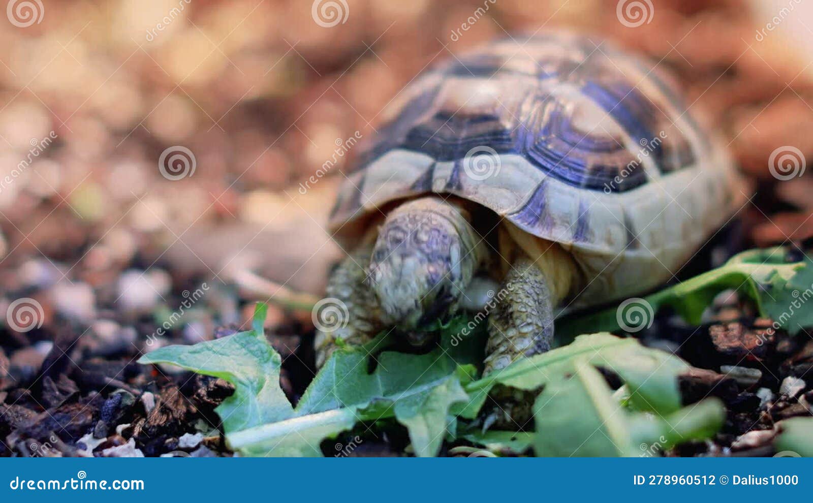 Marginated Tortoise Eats a Leaf Home Pet Stock Footage - Video of ...