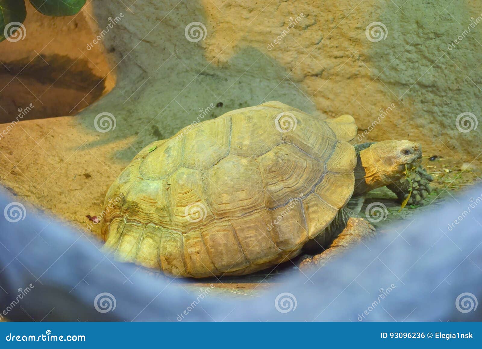 The Marginated Tortoise, Or Testudo Marginata Stock Photography ...