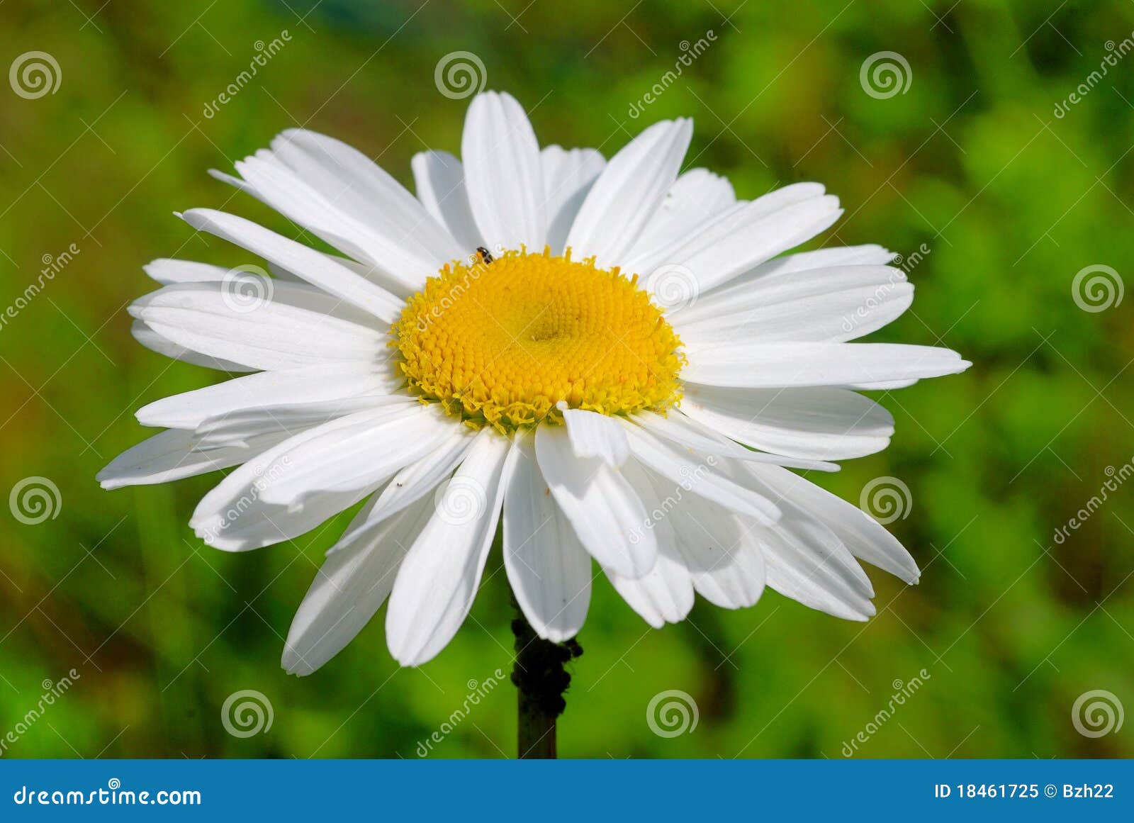 Margriet stock afbeelding. Image of tuin, platteland - 18461725