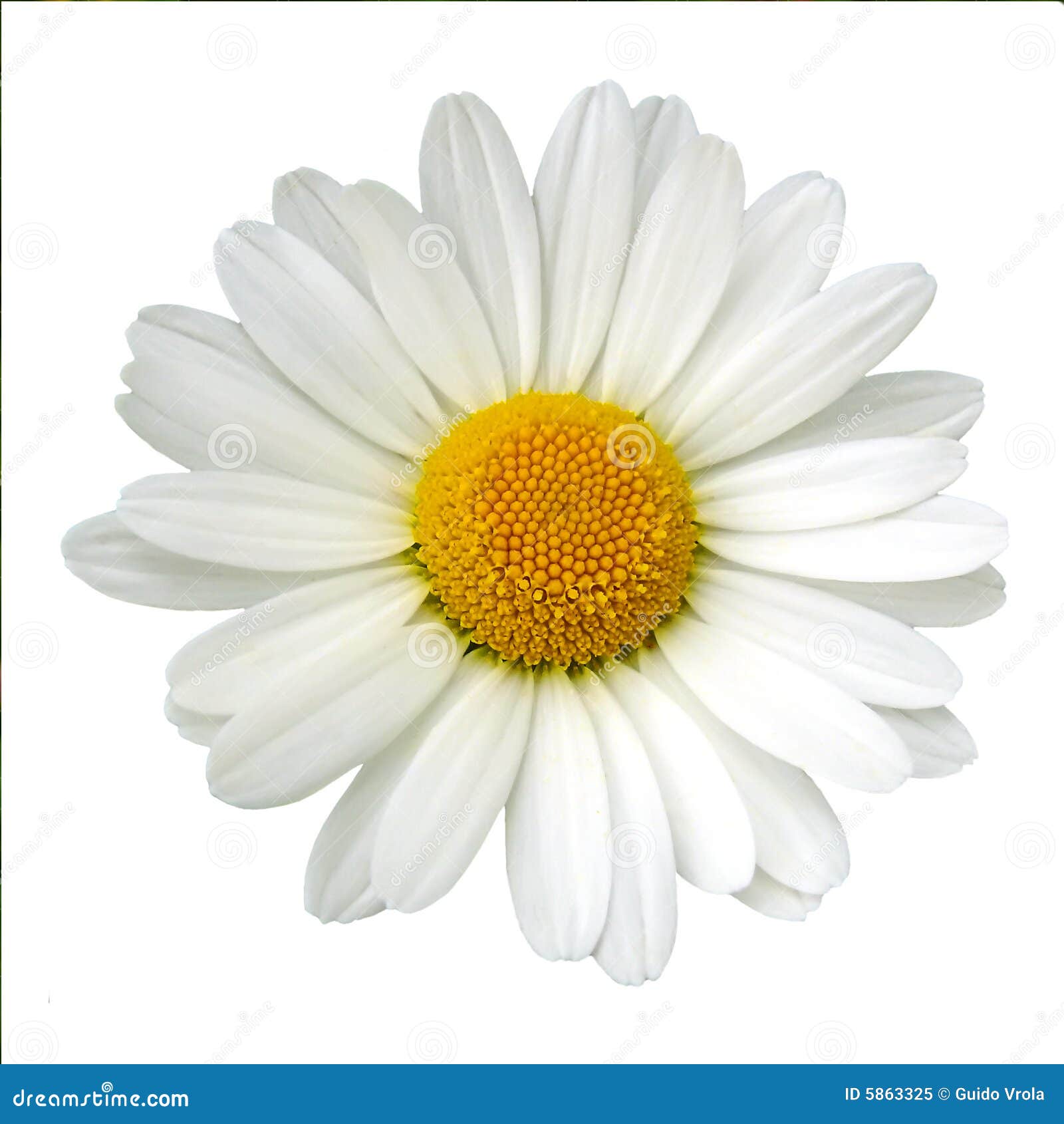 Margriet stock afbeelding. Image of bloemen, lente, madeliefje - 5863325