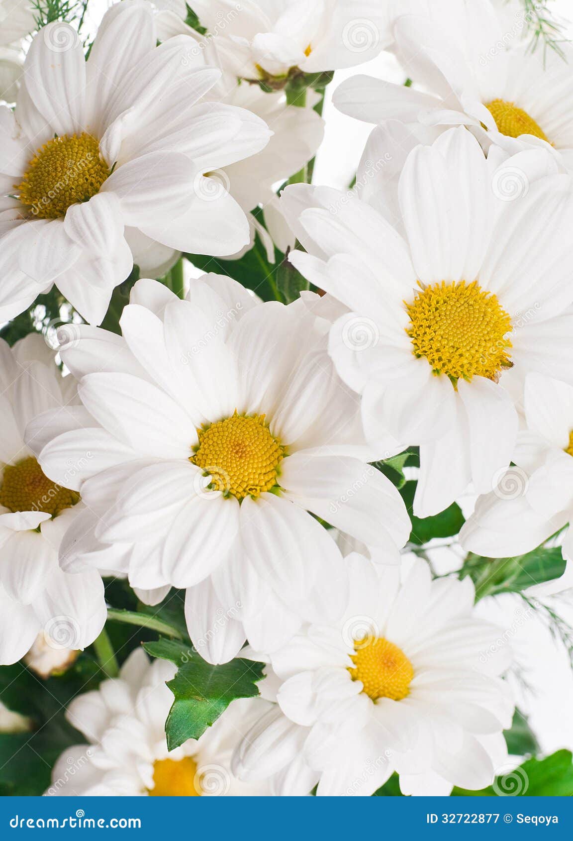 Margrieten, wildflowers stock afbeelding. Image of helder - 32722877