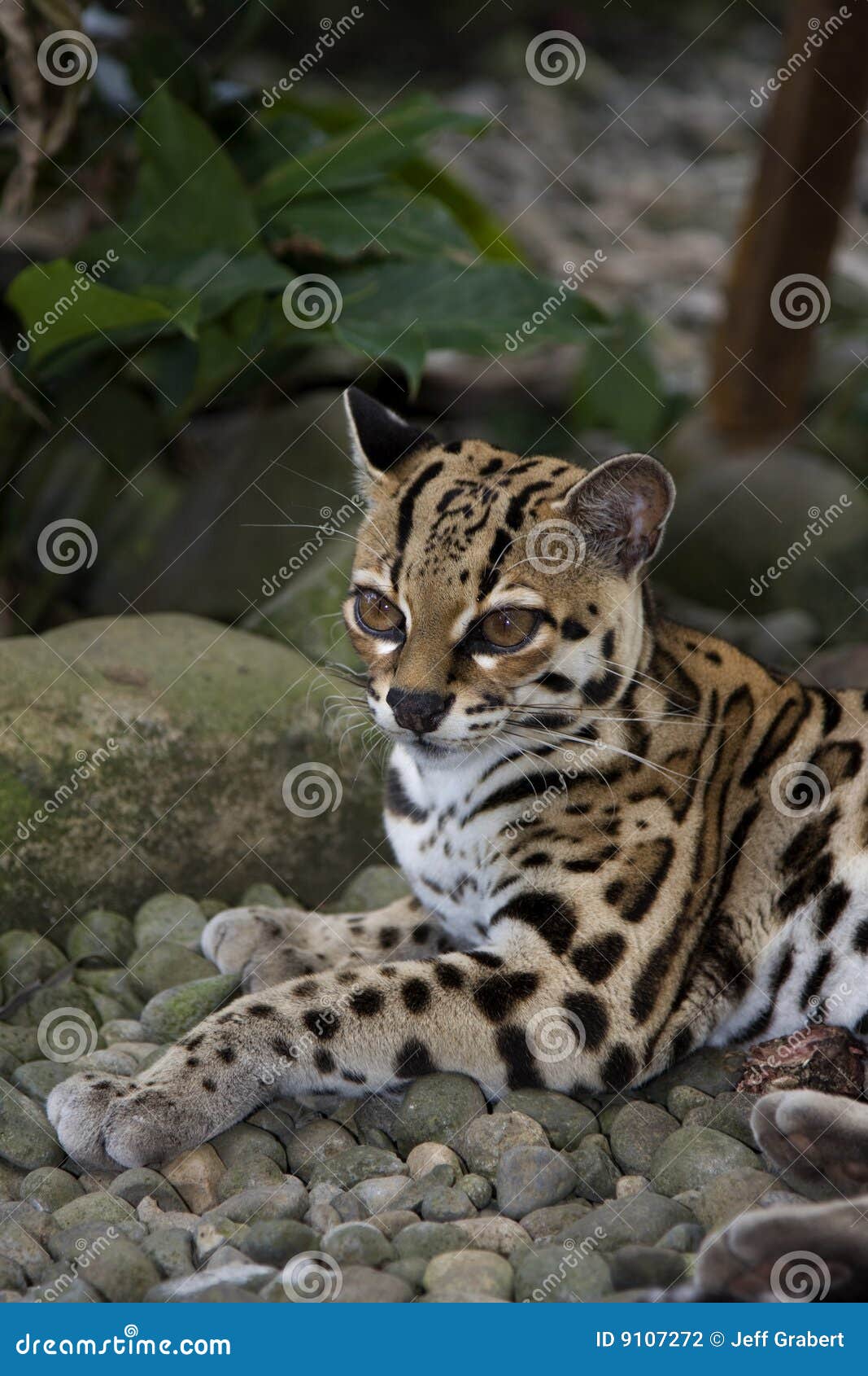 Marguay IV stock photo. Image of wildlife, margay, america - 9107272