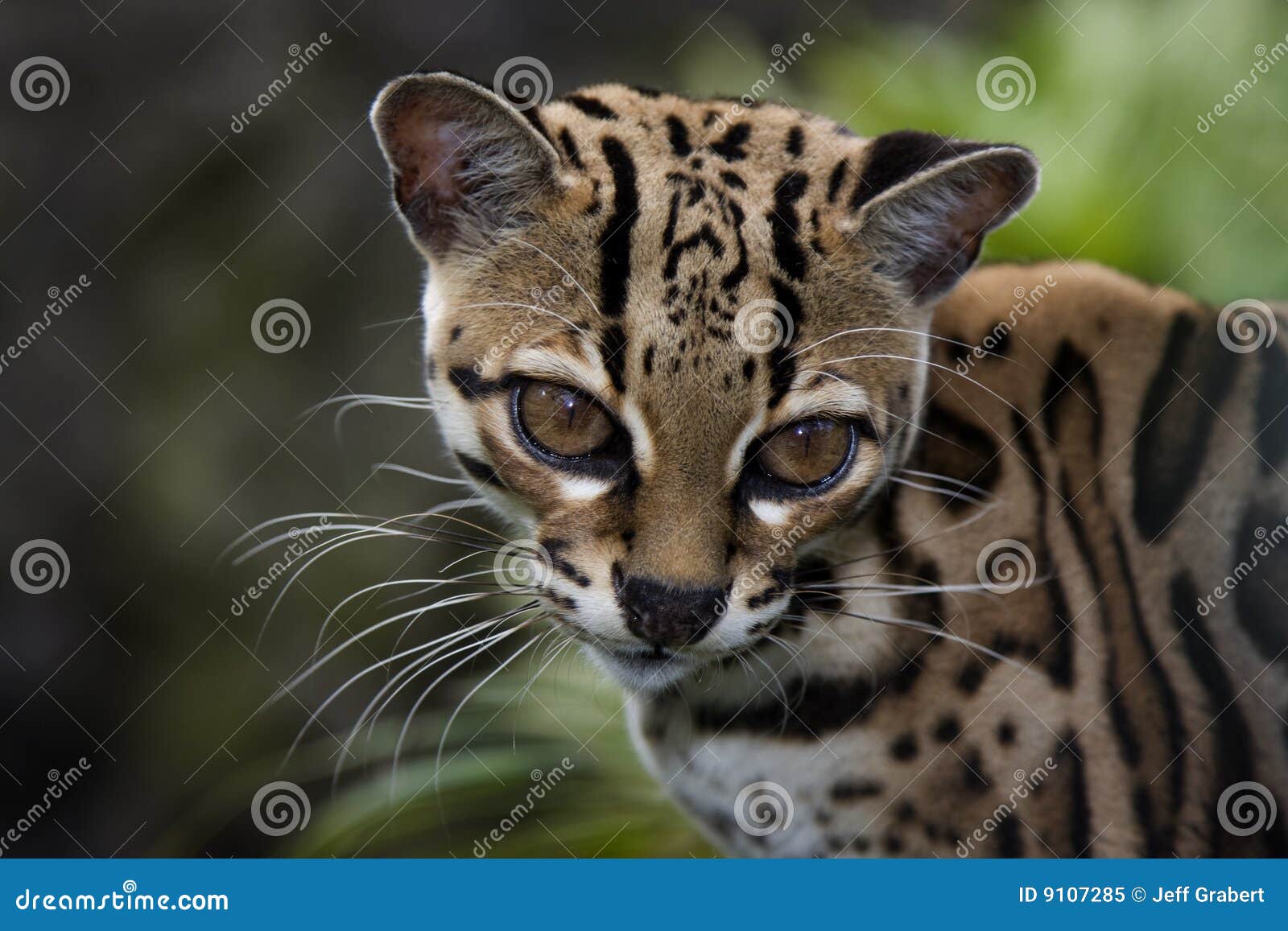 Marguay V stock image. Image of felis, costa, marguay - 9107285