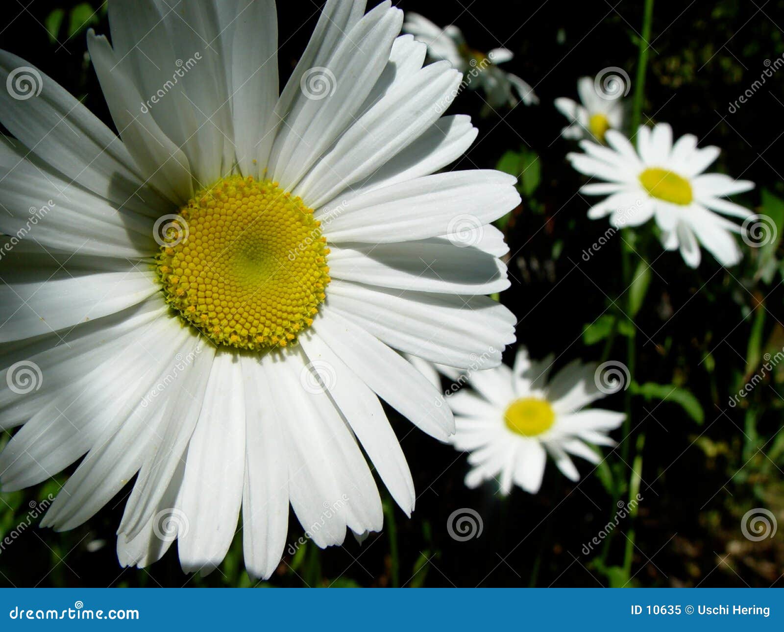 Marguerite stock image. Image of growing, marguerites, snails - 10635