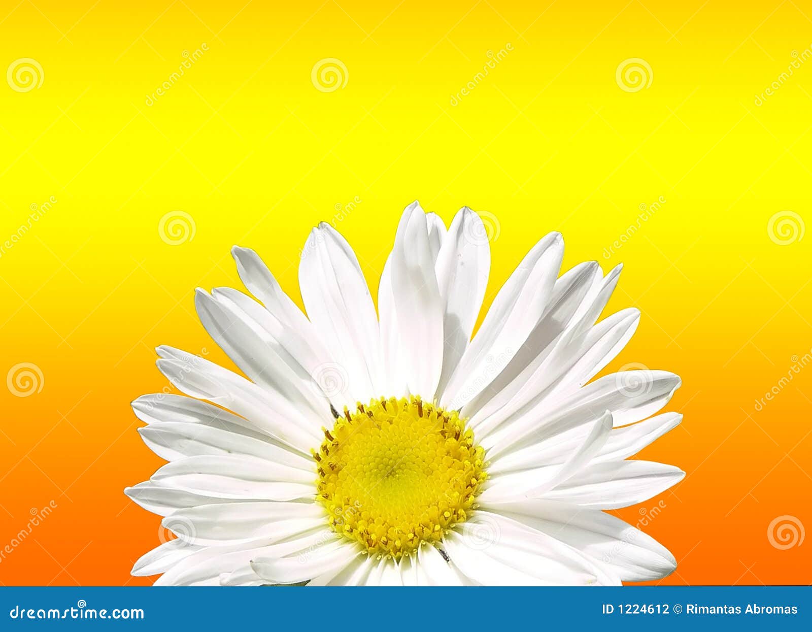Marguerite stock photo. Image of daisies, marguerite, blossom - 1224612