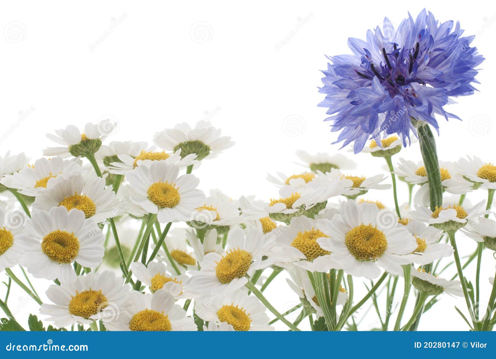 Marguerite image stock. Image du fleur, marguerite, wildflower - 20280147