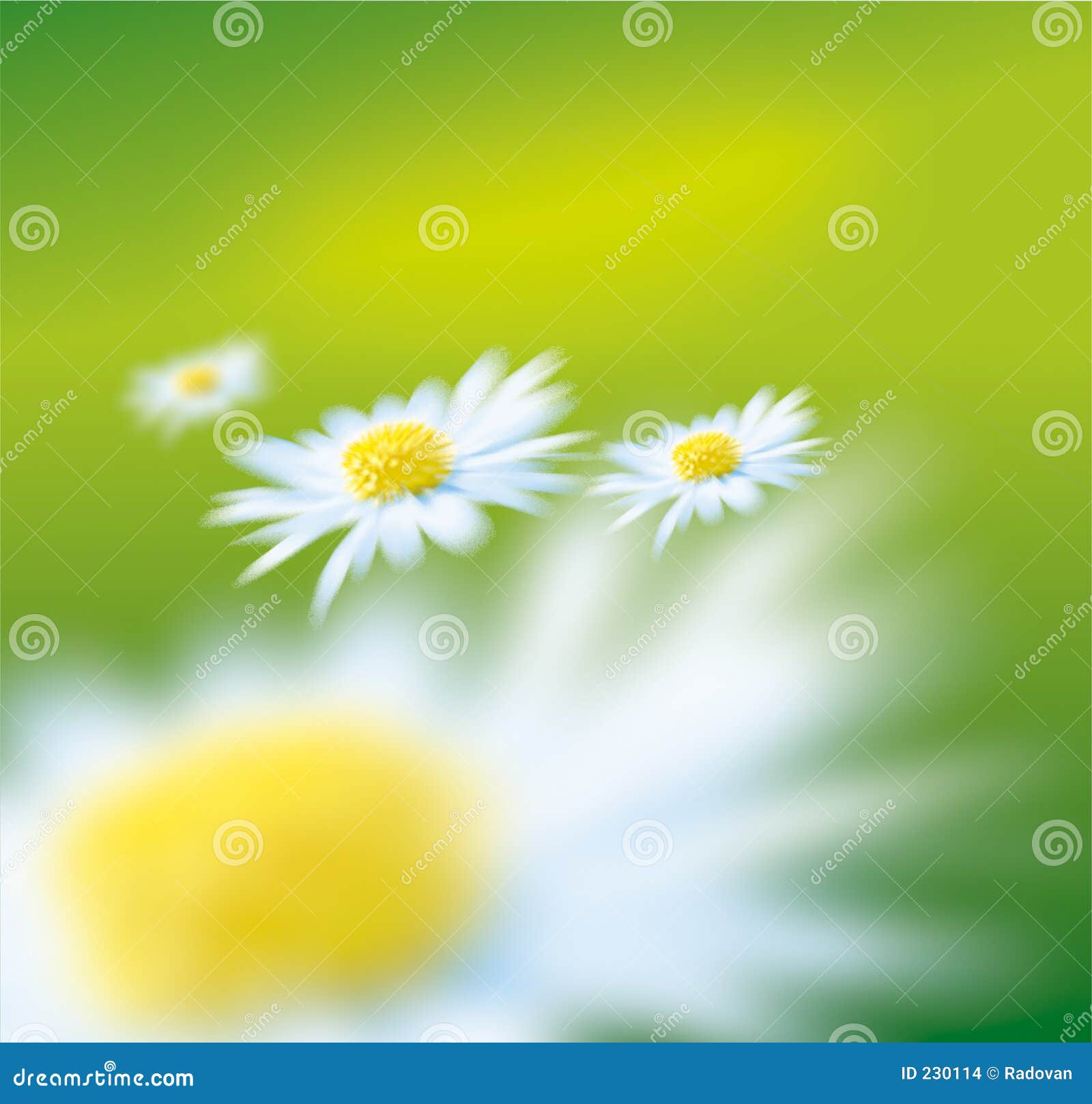 Marguerite stock photo. Image of nature, fresh, marguerite - 230114
