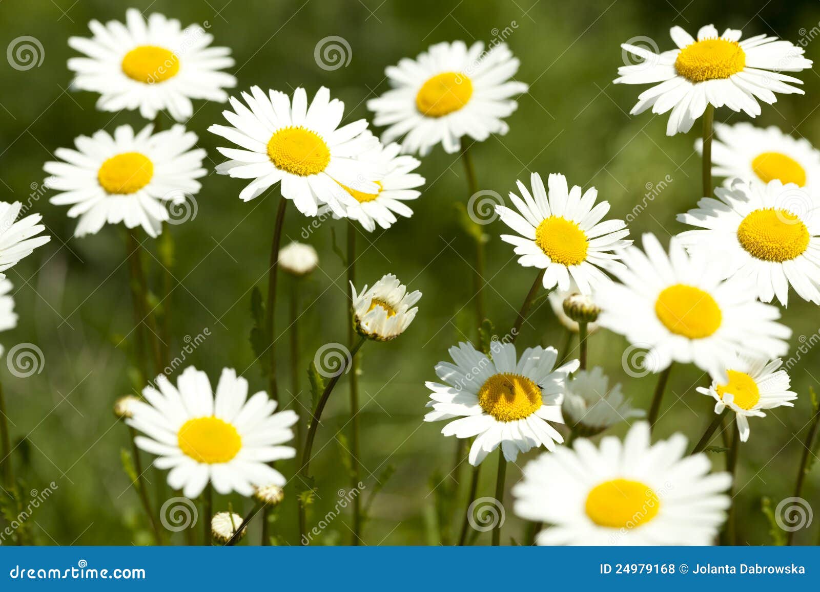 Marguerite stock photo. Image of greenery, plant, macro - 24979168