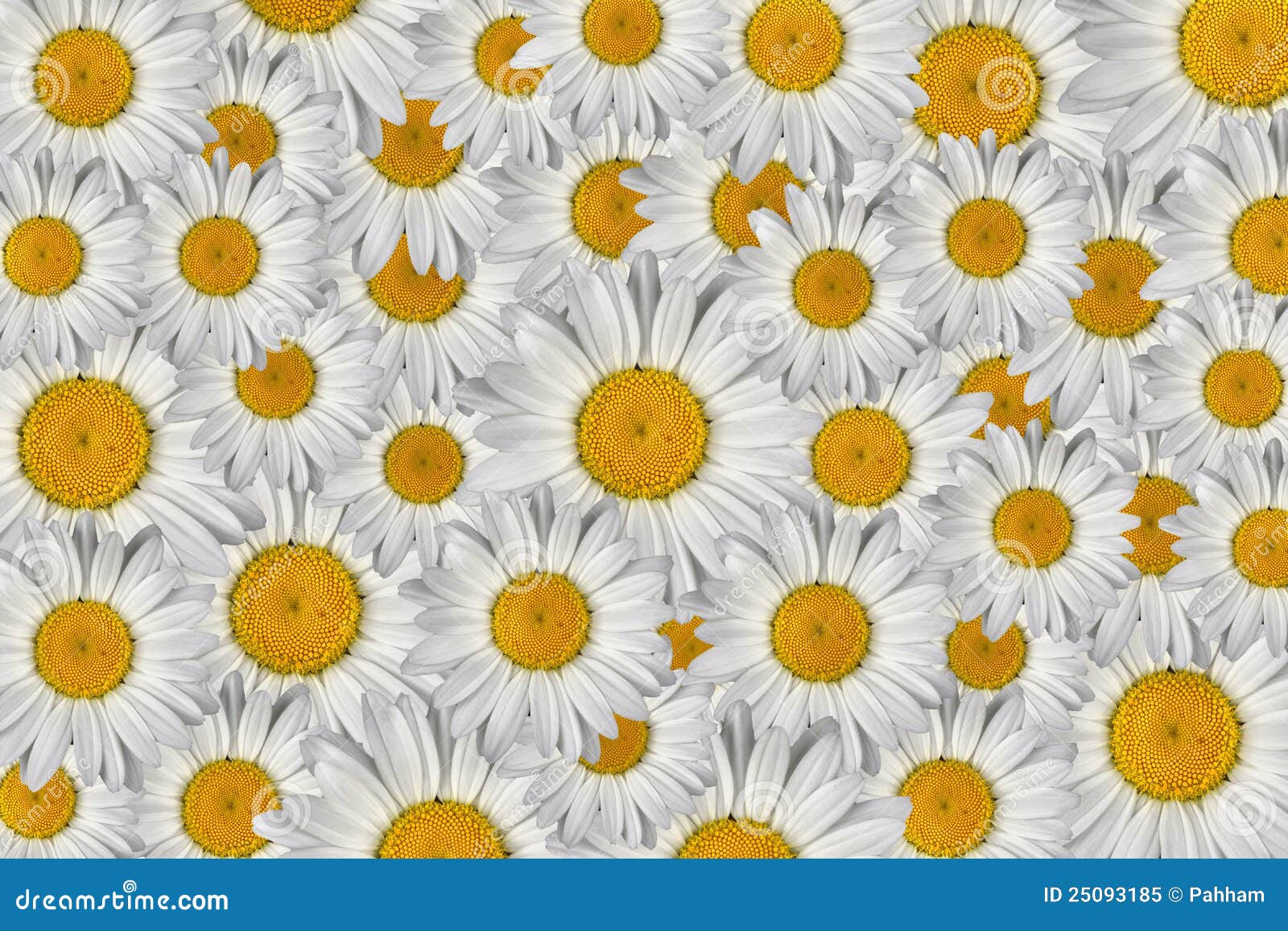 Marguerite stock image. Image of fuchsia, cutout, garden - 25093185