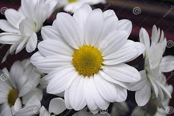 Marguerite stock image. Image of marguerites, flora, garden - 256387