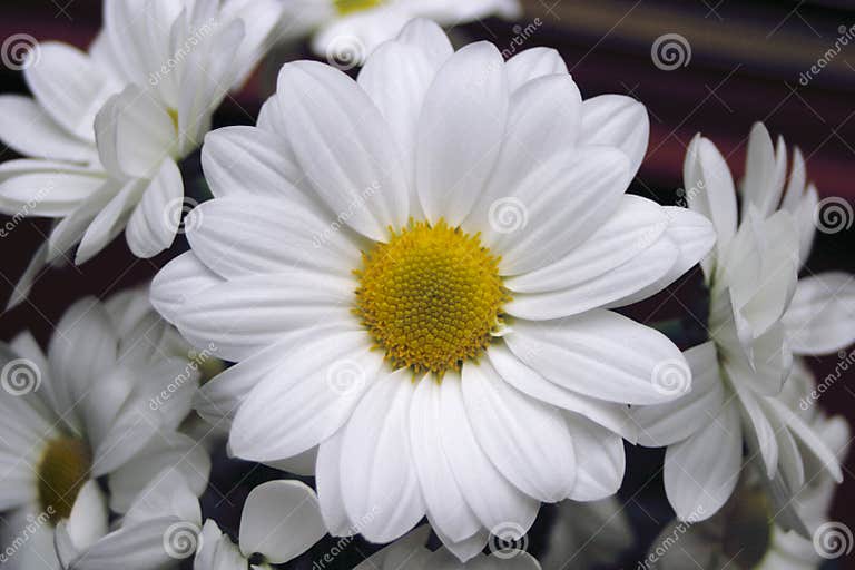 Marguerite stock image. Image of marguerites, flora, garden - 256387