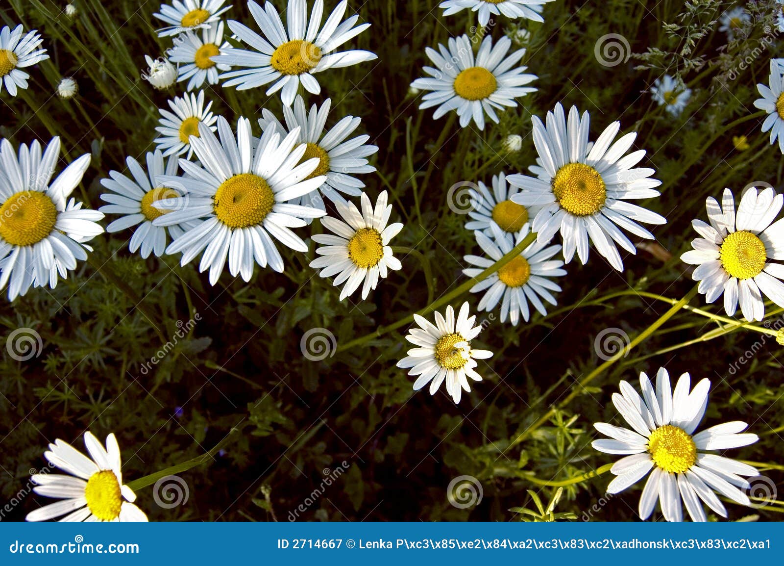 Marguerite stock image. Image of vegetable, flower, meadow - 2714667