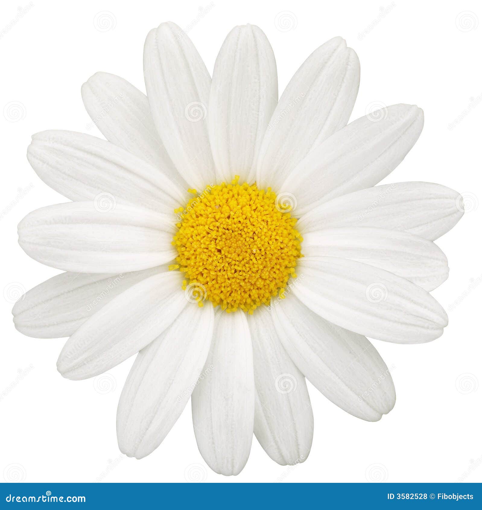 Marguerite photo stock. Image du fleurs, marguerite, élégance - 3582528