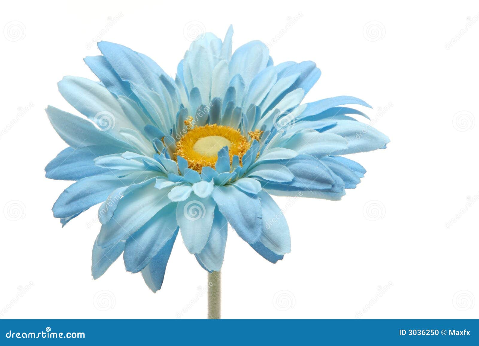 Marguerite bleue photo stock. Image du fleur, nature, isolement - 3036250