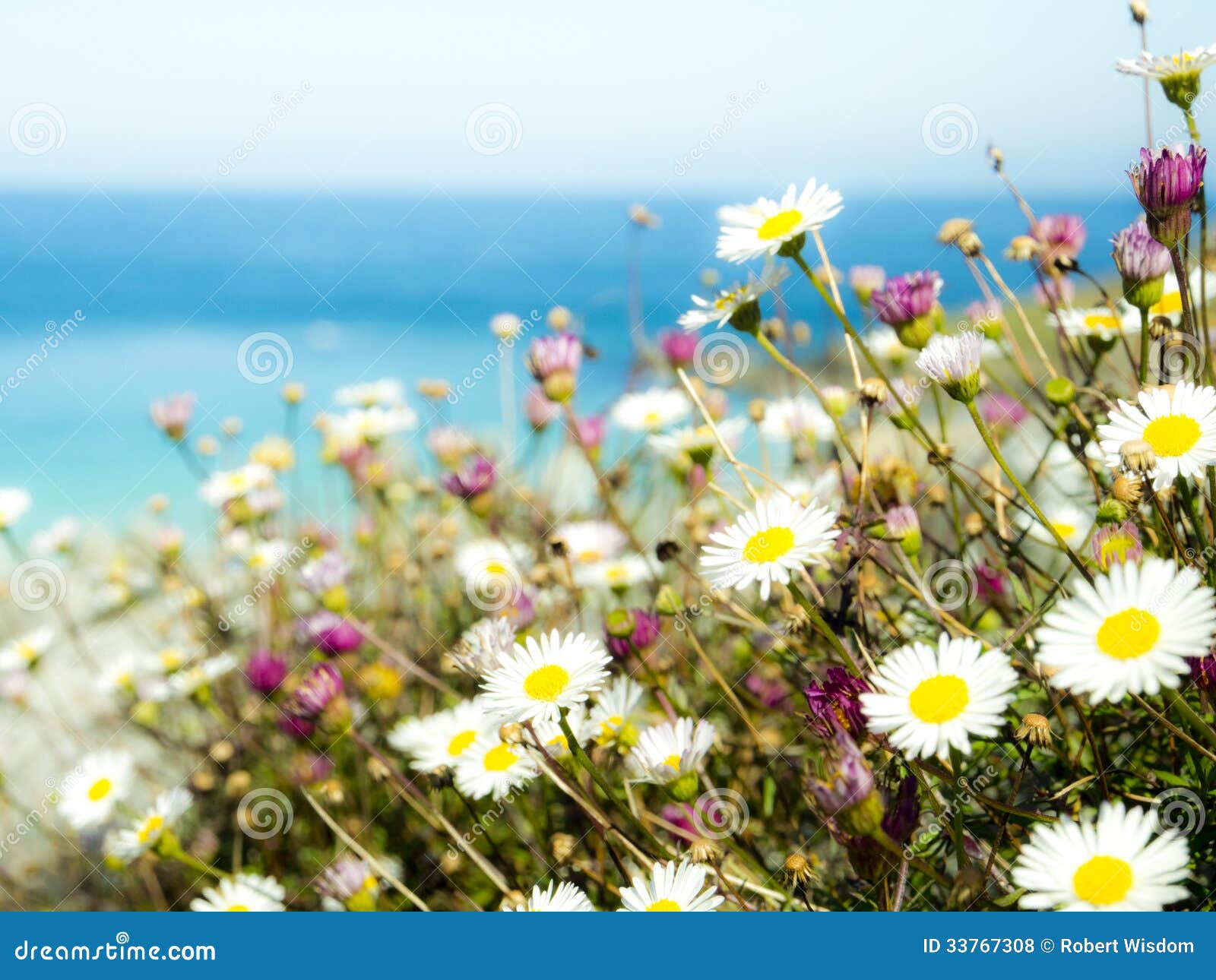 Sea Daisies Information