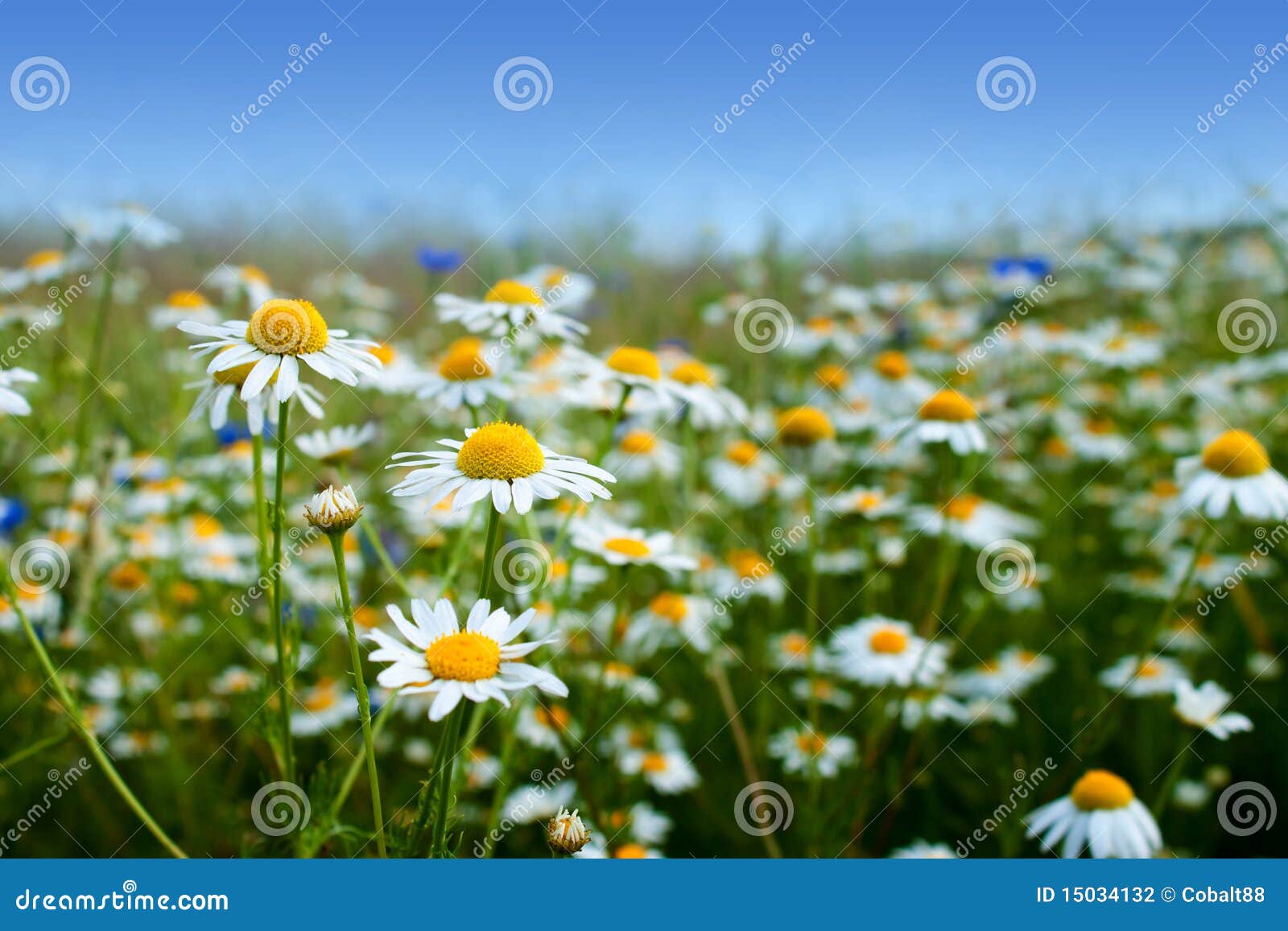 Marguerite Daisy Argyranthemum Frutescens Stock Photography ...