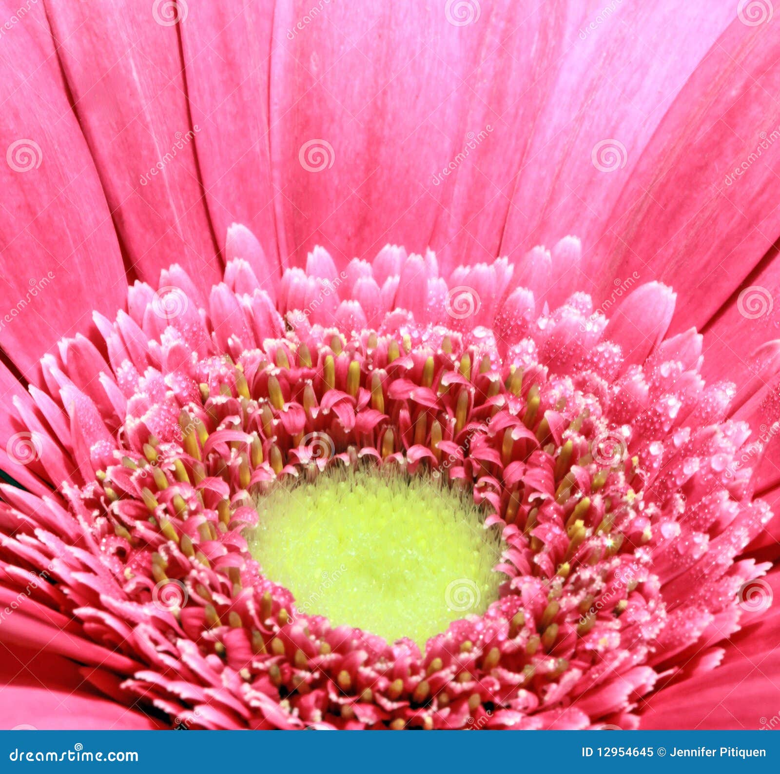 Marguerite de Gerbera image stock. Image du pétale, matin - 12954645