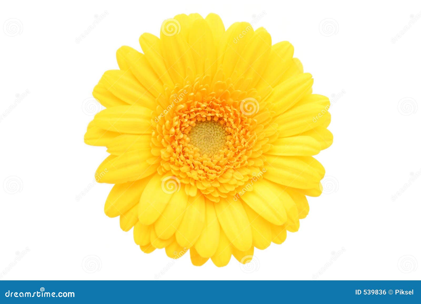 Marguerite de Gerbera photo stock. Image du sensible, parfumé - 539836