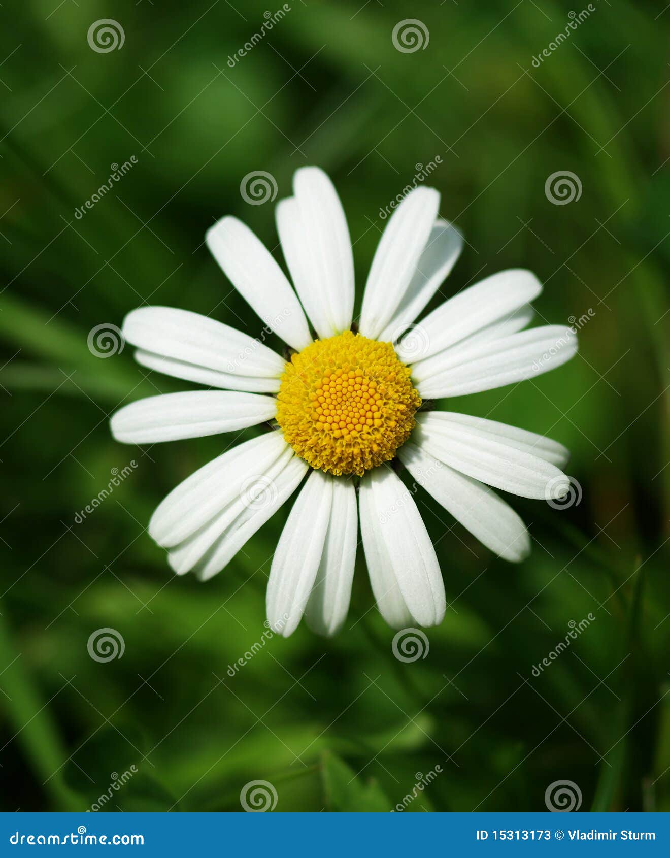 Marguerite flower stock image. Image of bright, garden - 15313173