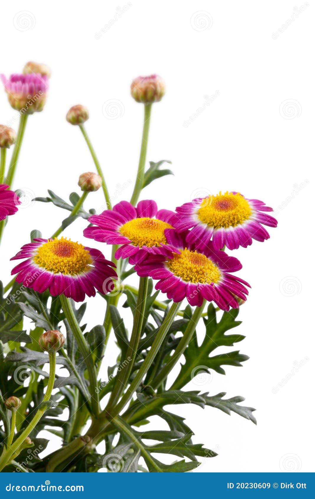 Marguerite flower stock image. Image of detail, horticulture - 20230609
