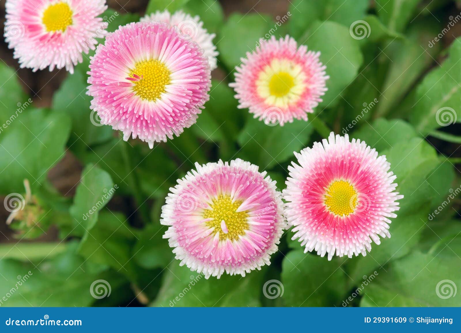 Marguerite flower stock image. Image of pink, plant, petals - 29391609