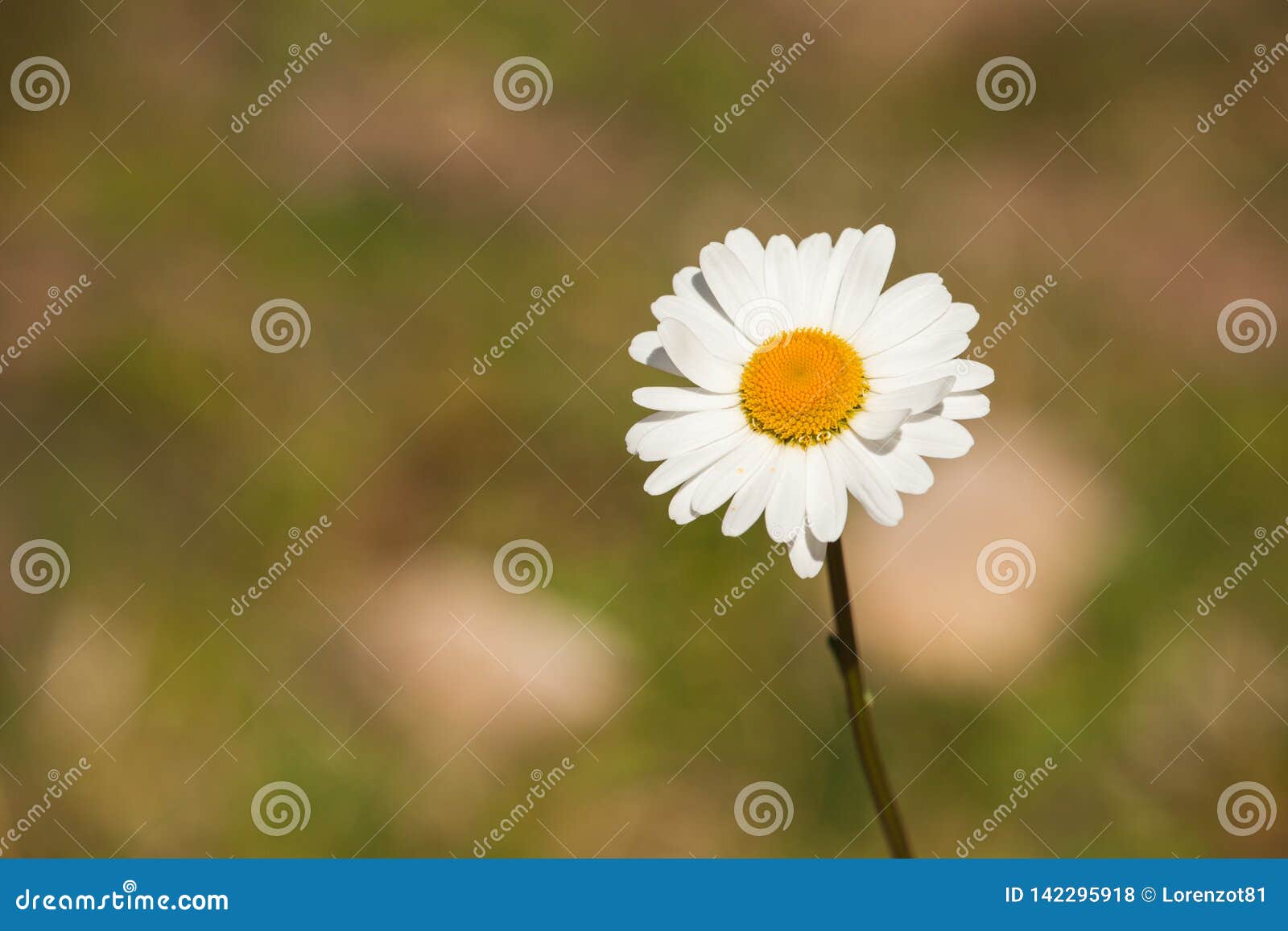 Marguerite Flower from the Dolomites - ITALY Stock Photo - Image of ...