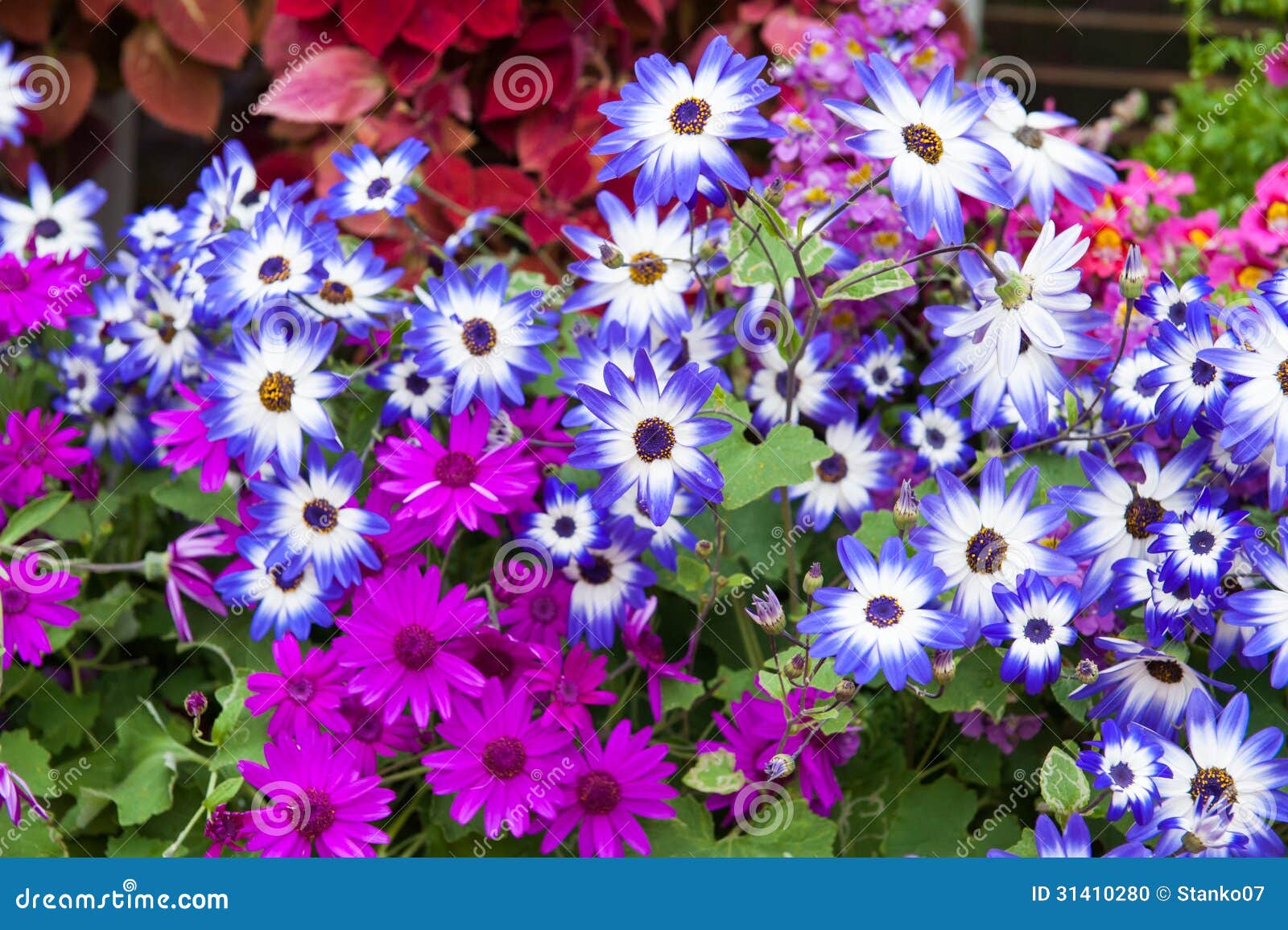 Marguerite flowers stock photo. Image of beams, blossom - 31410280