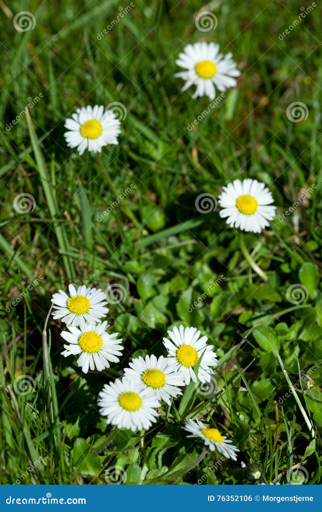 Marguerite Flowers, Small Daisy Stock Photo - Image of mountains ...