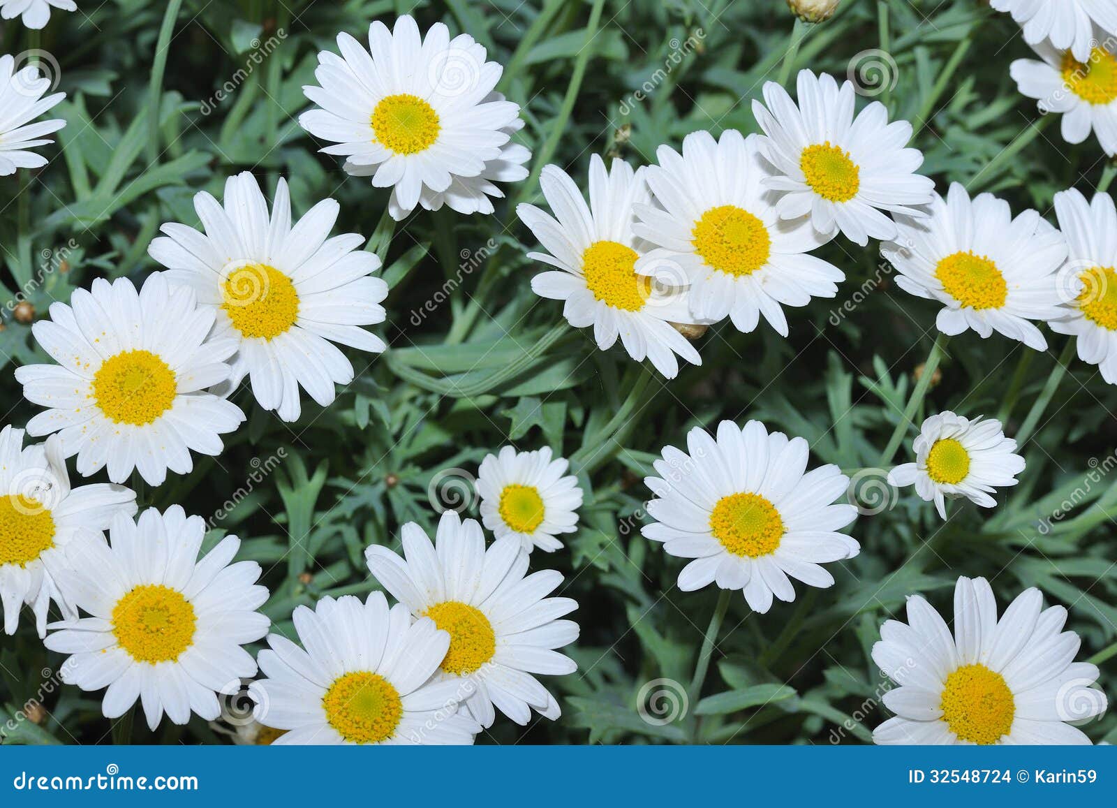 Marguerite stock photo. Image of abstract, daisy, burst - 32548724