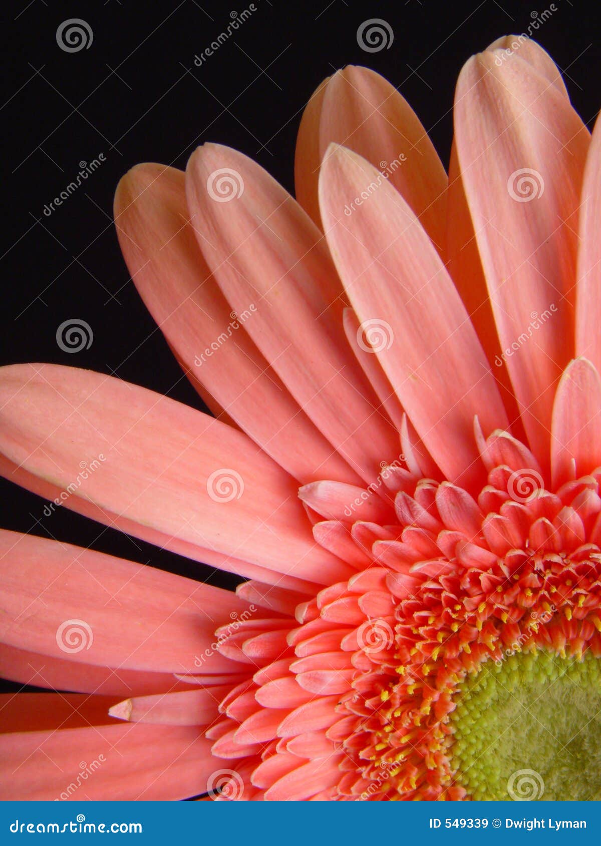 Marguerite rose de Gerbera image stock. Image du nature - 549339