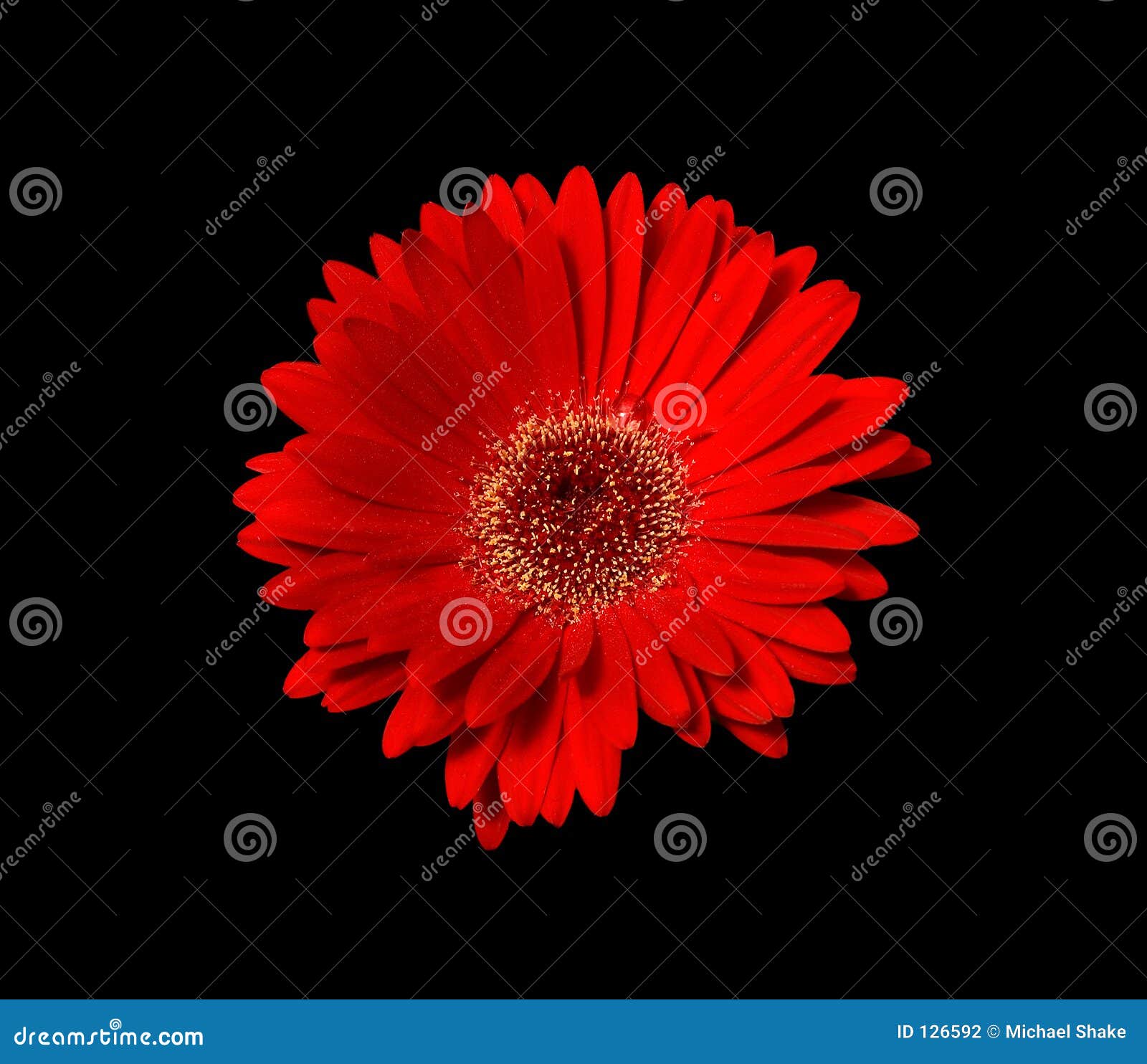 Marguerite rouge photo stock. Image du marguerite, beau - 126592