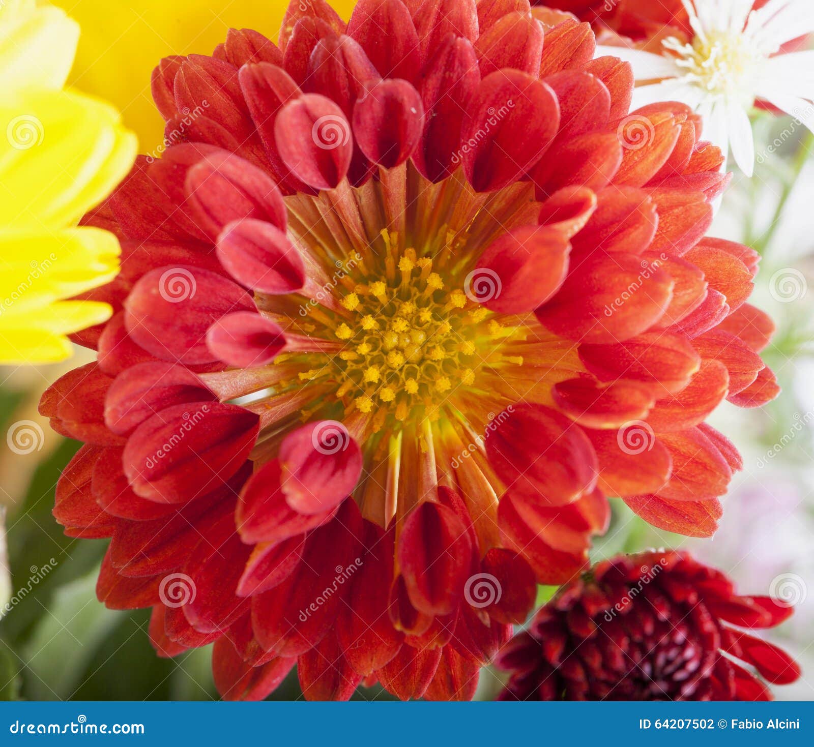 Marguerite Rouge Dans La Fin Photo stock - Image du fleur, été: 64207502