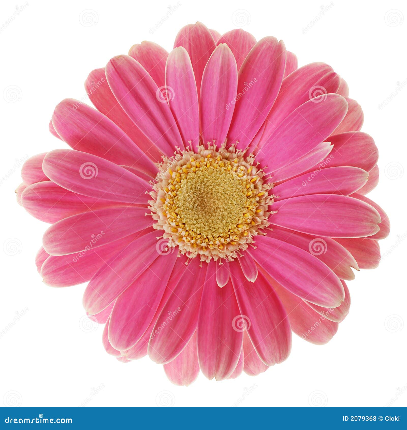 Marguerite rouge de Gerber photo stock. Image du pétales - 2079368