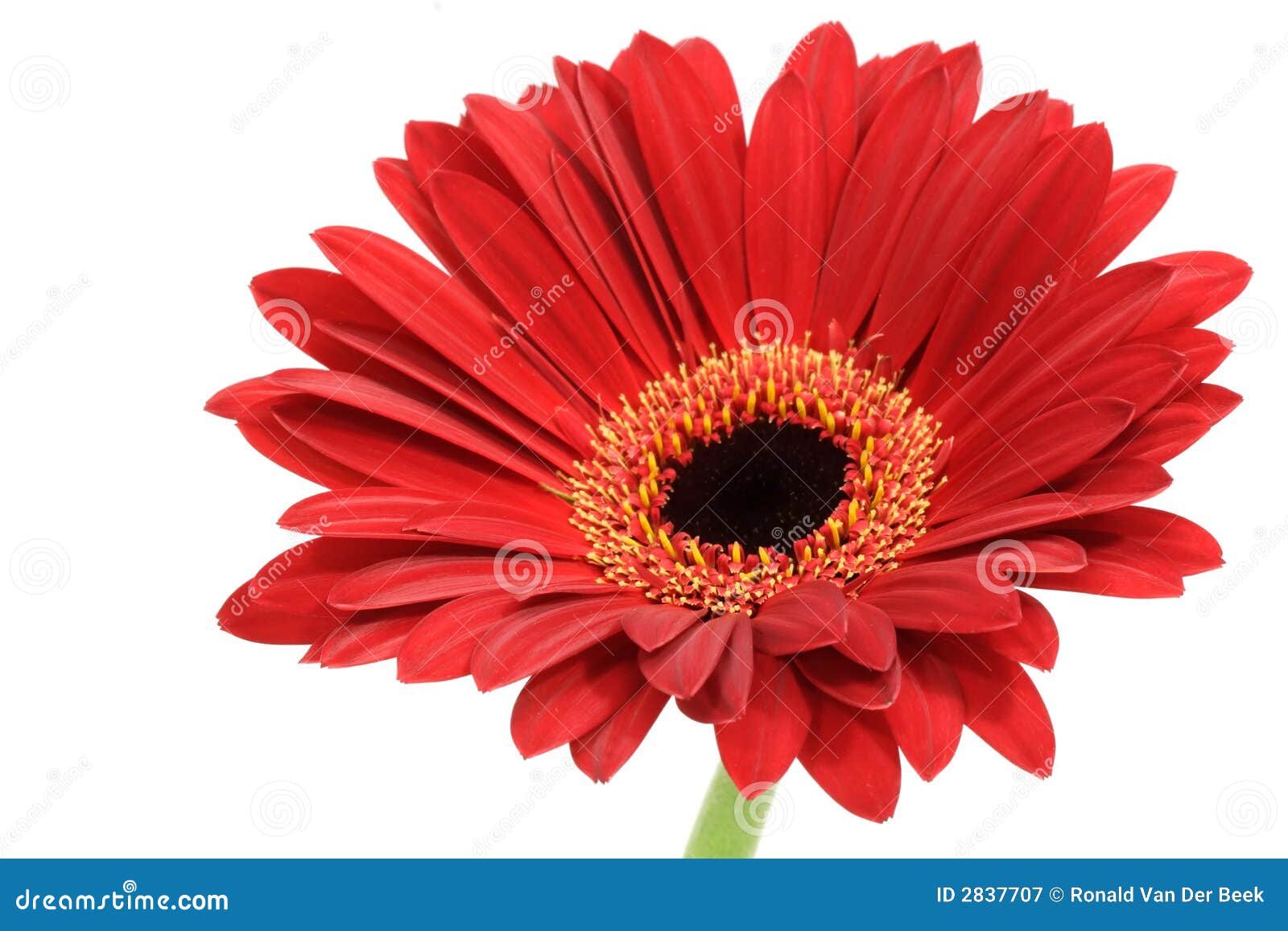 Marguerite rouge de gerber image stock. Image du marguerite - 2837707