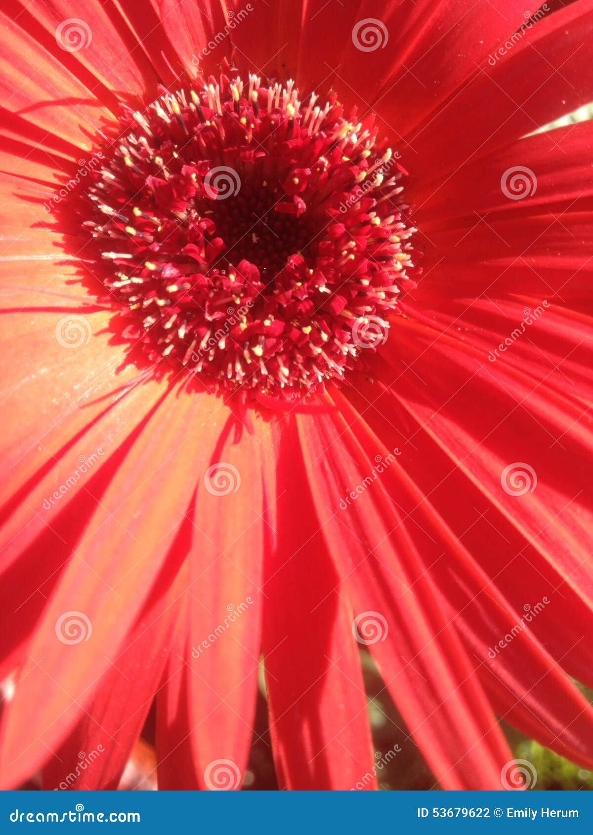 Marguerite Rouge De Gerber Au Soleil Photo stock - Image du pétale ...