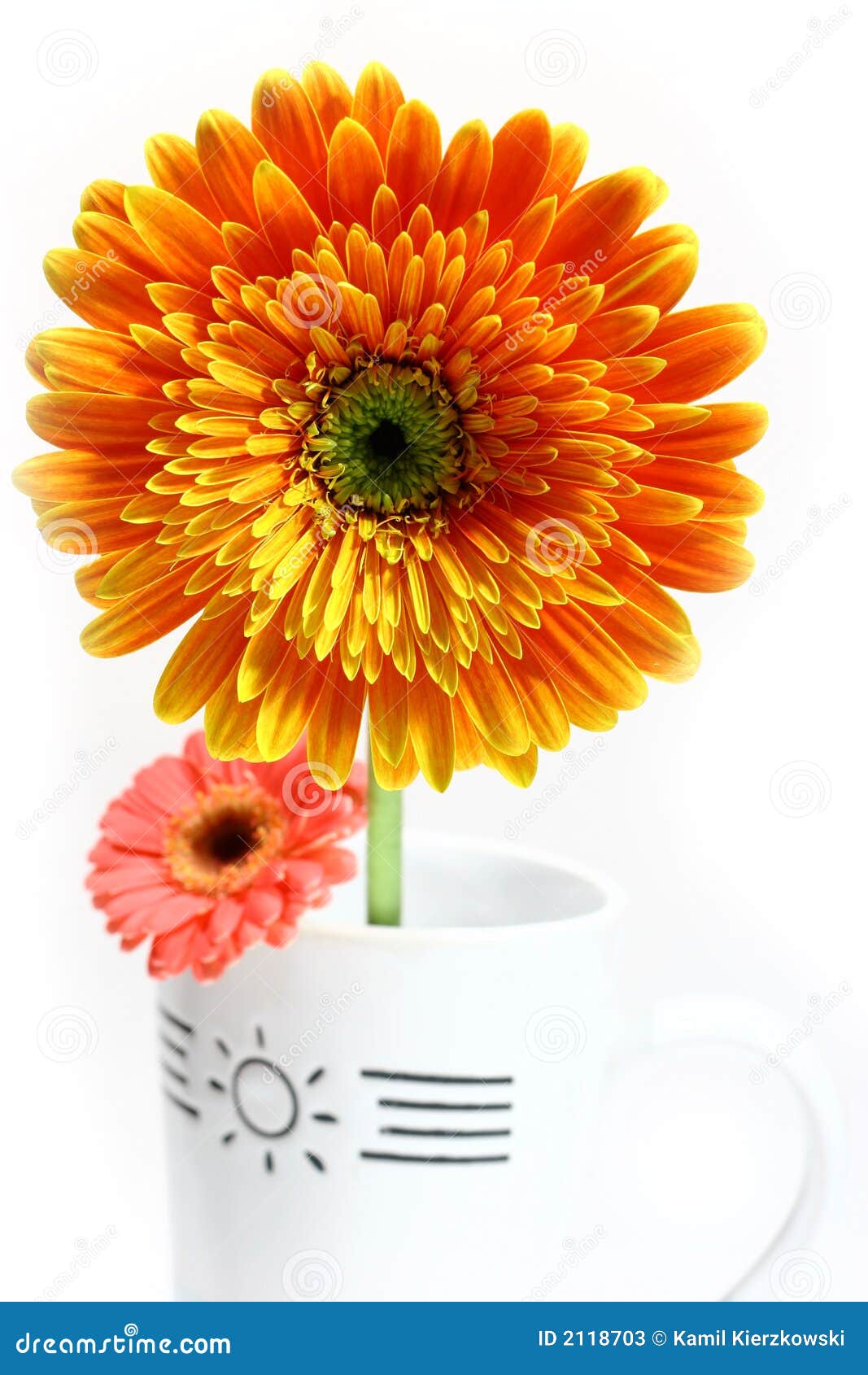 Marguerite Rouge Et Orange De Gerber Image stock - Image du fleur ...