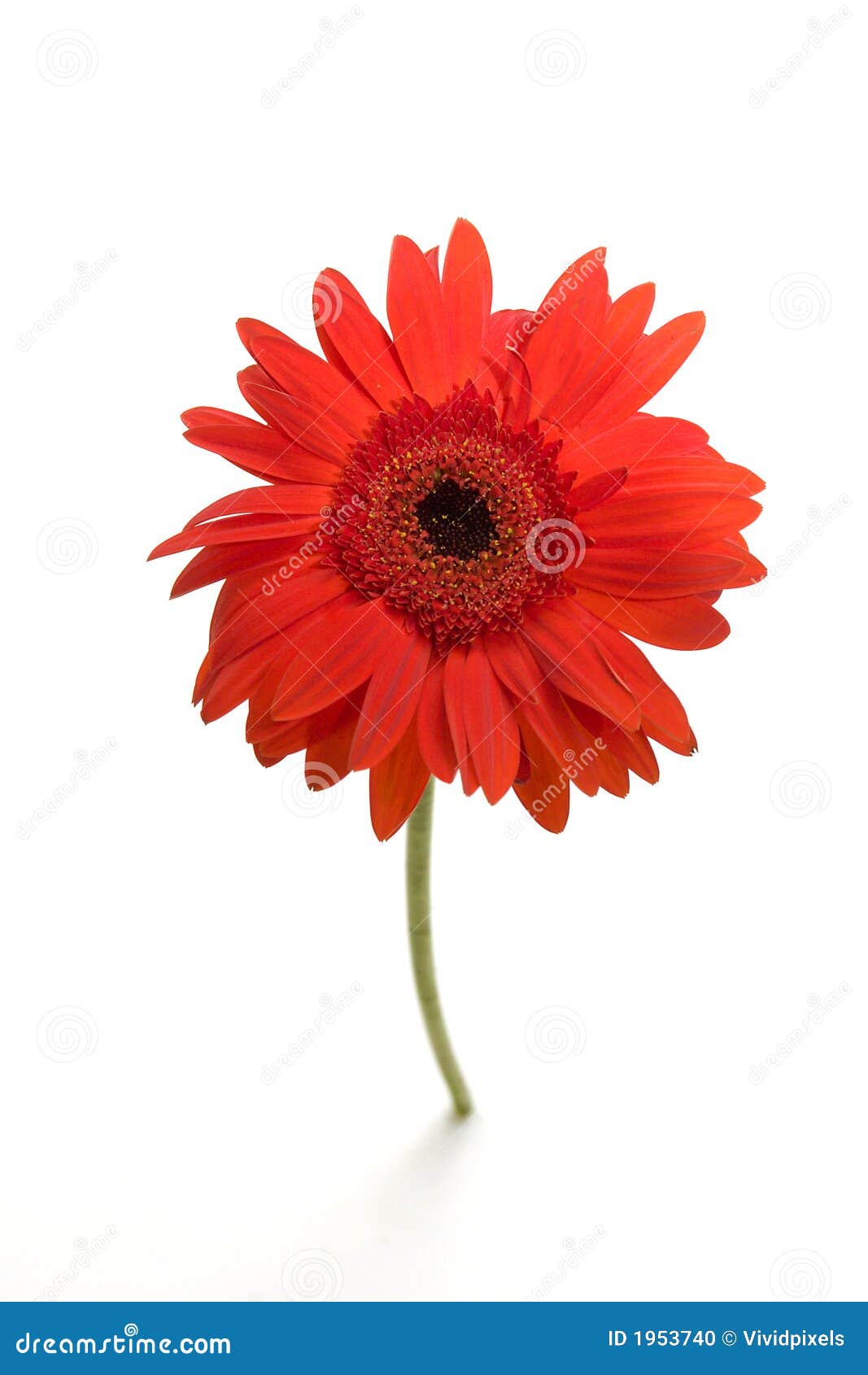 Marguerite Rouge Simple De Gerber Photo stock - Image du vase, floral ...