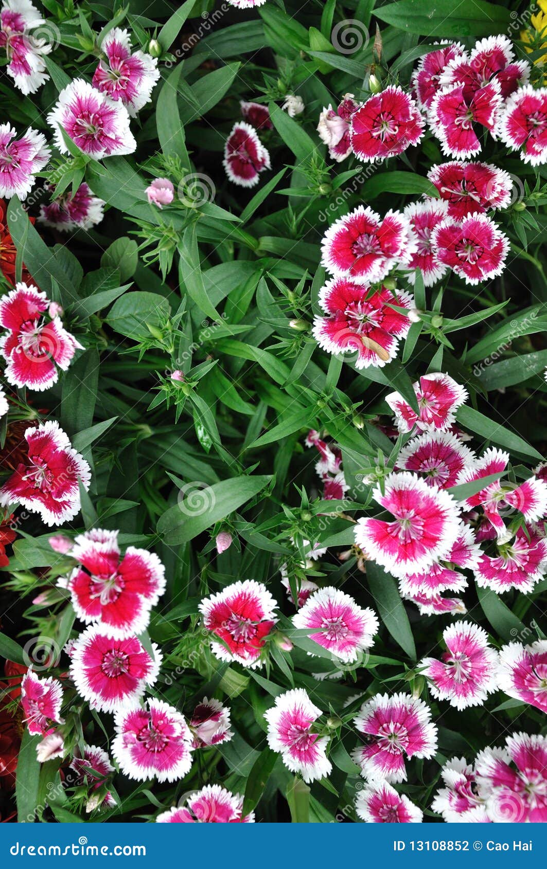 Marguerite with two color stock photo. Image of background - 13108852