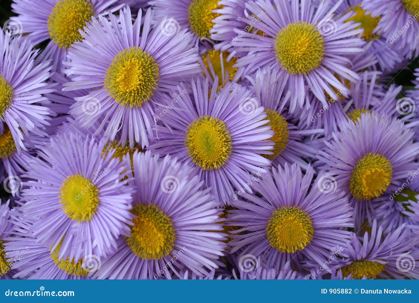 Marguerites photo stock. Image du fleur, jardin, zone, doux - 905882