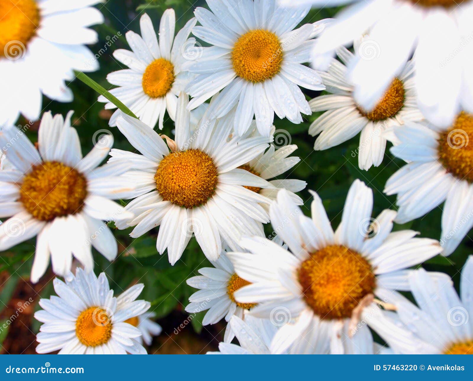 Marguerites stock photo. Image of plant, green, natural - 57463220