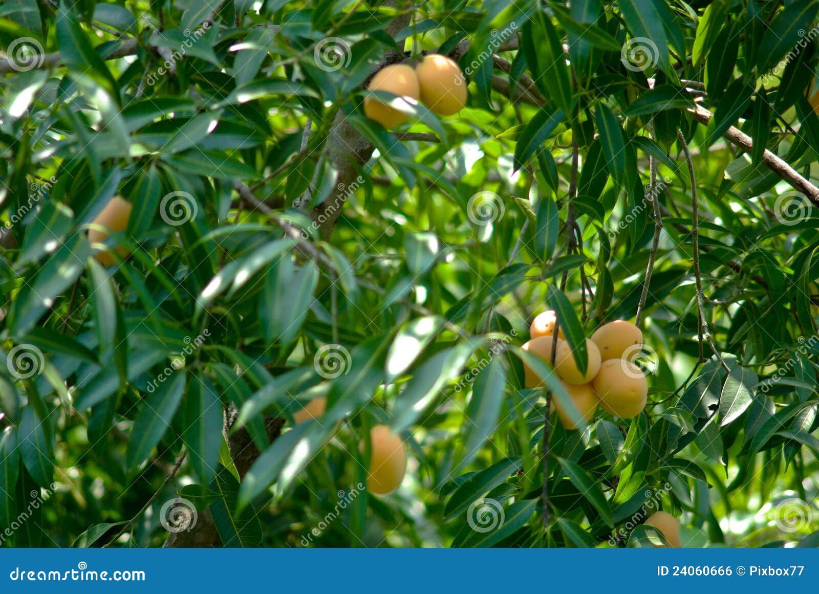 Marian plum stock photo. Image of seasons, delicious - 24060666
