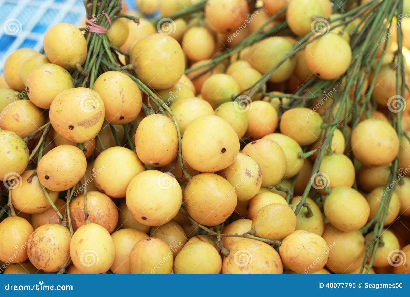 Marian Plum Fruit - Asia Fruit Stock Image - Image of nutrients, summer ...