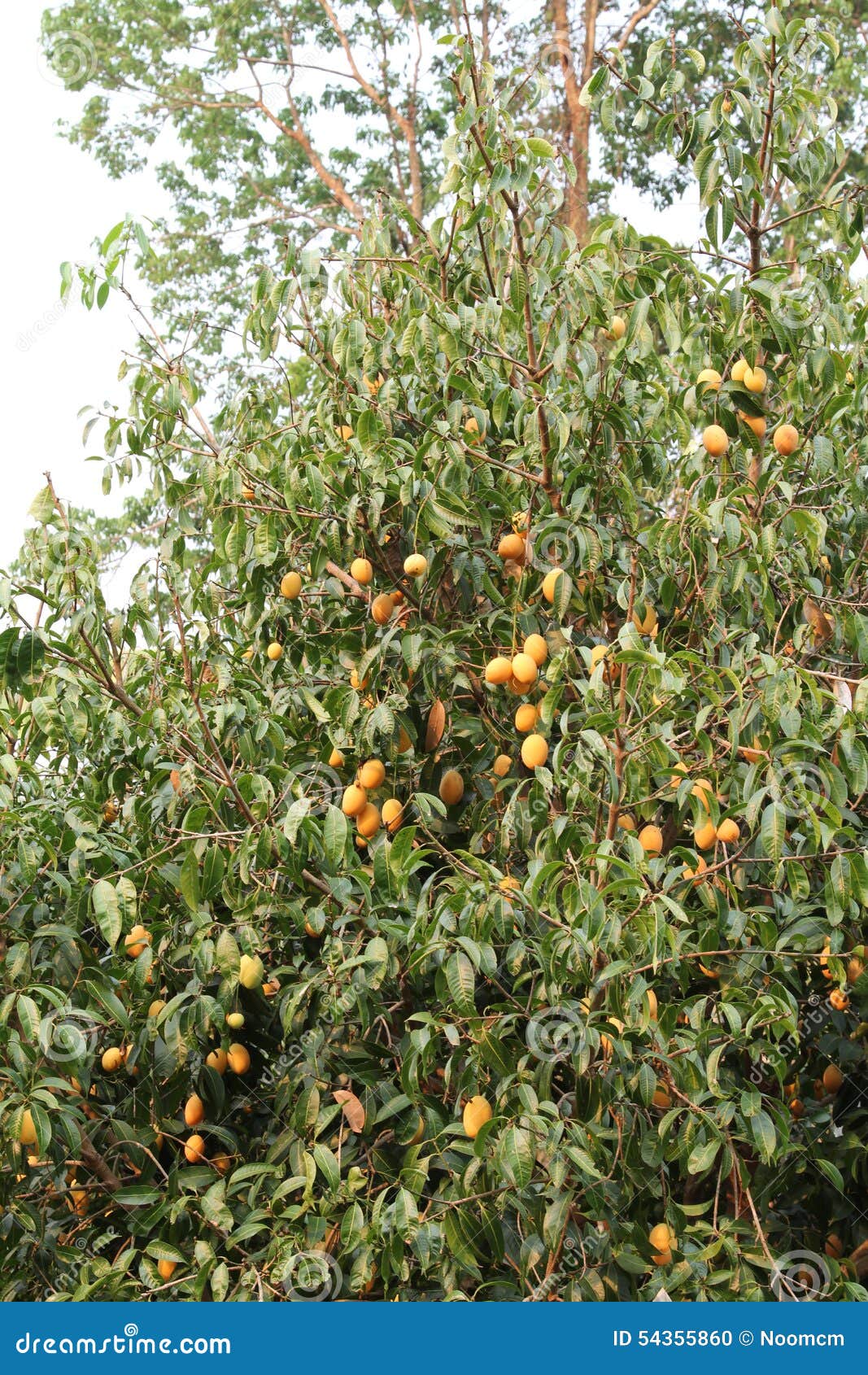 Marian plum stock photo. Image of closeup, food, thai - 54355860
