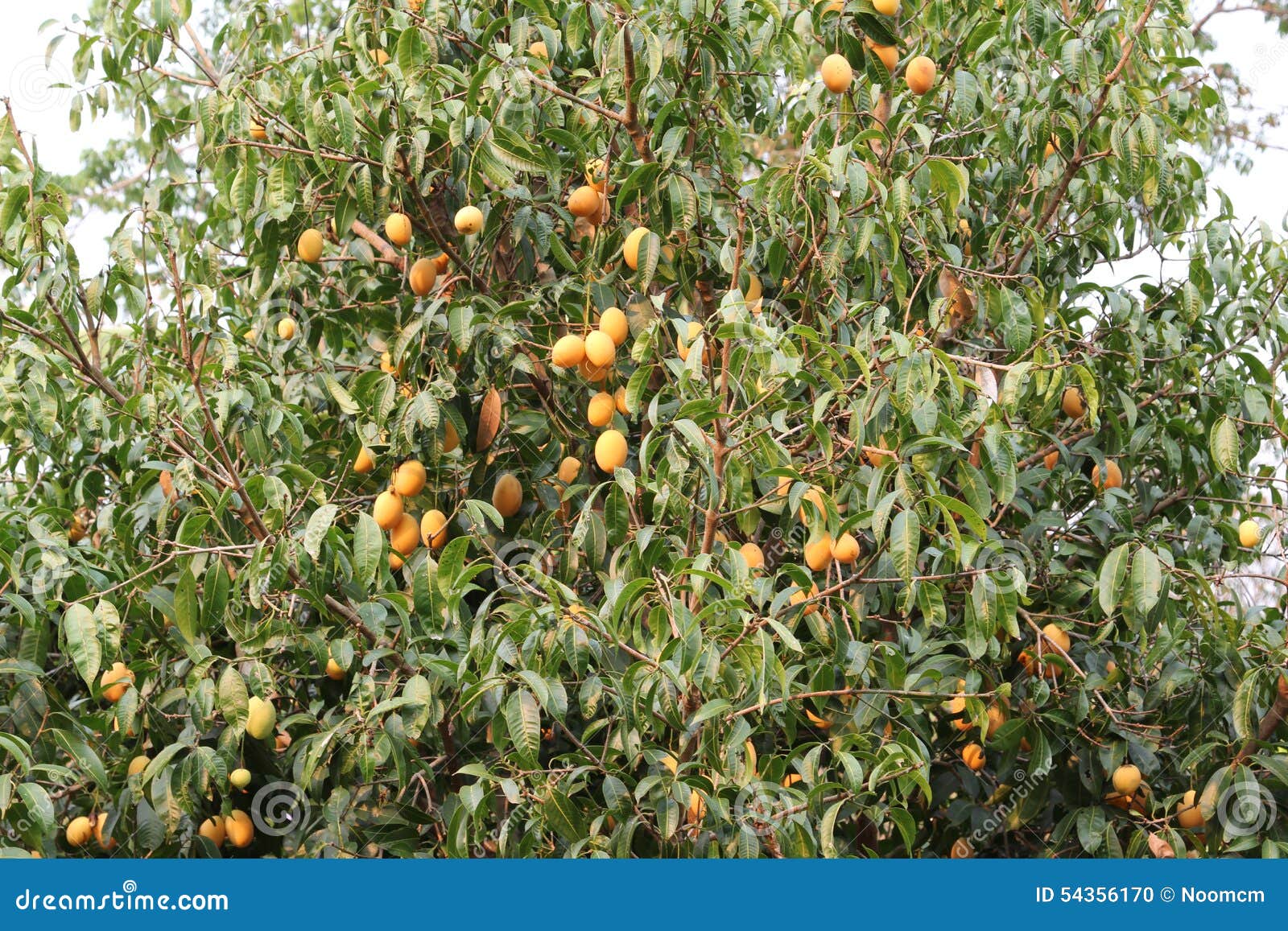 Marian plum stock photo. Image of sweet, healthy, vegetarian - 54356170